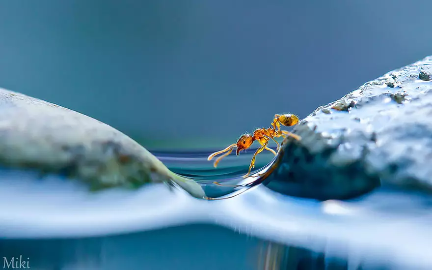 Smukke dyreliv makro i linsen af ​​Asai Miki (Miki Asai) 12712_2