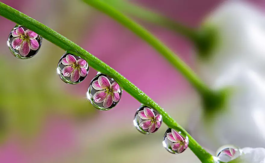 Красив макрос в обектива на Asai Miki (Miki Asai) 12712_3