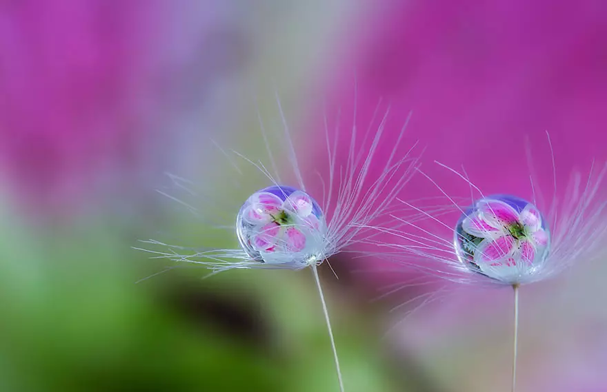 Makro hidupan liar yang indah di dalam lensa Asai Miki (Miki Asai) 12712_4