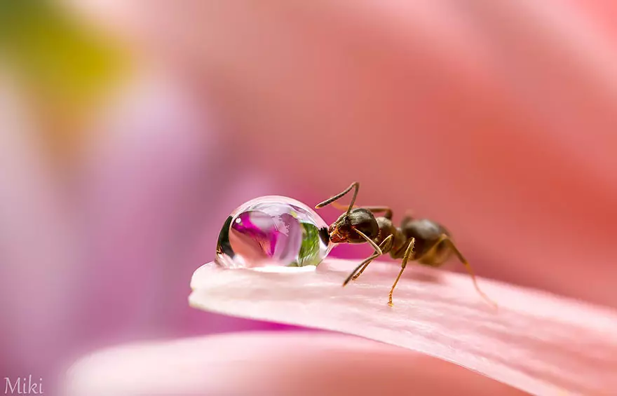 Mooie wildlife macro in de lens van Asai Miki (Miki Asai) 12712_5