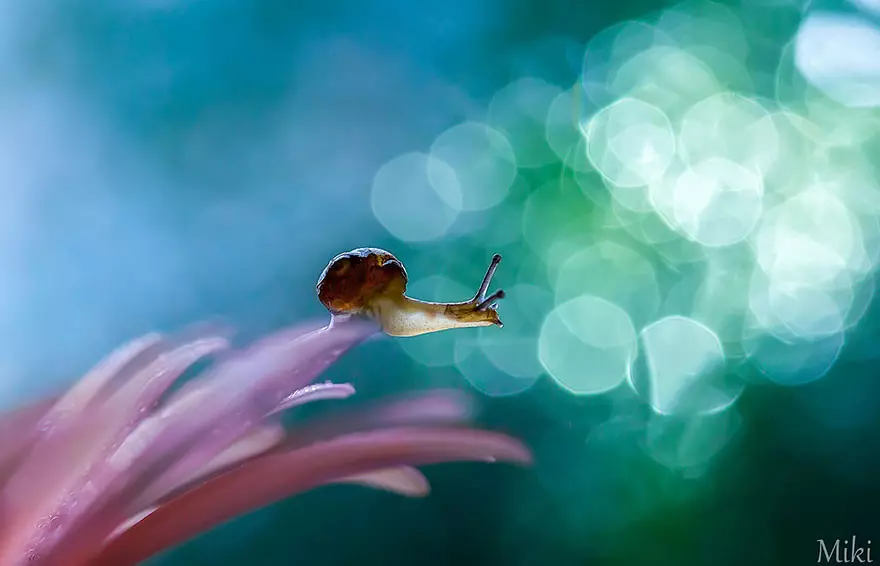 Macro động vật hoang dã tuyệt đẹp trong ống kính của Asai Miki (Miki Asai) 12712_6