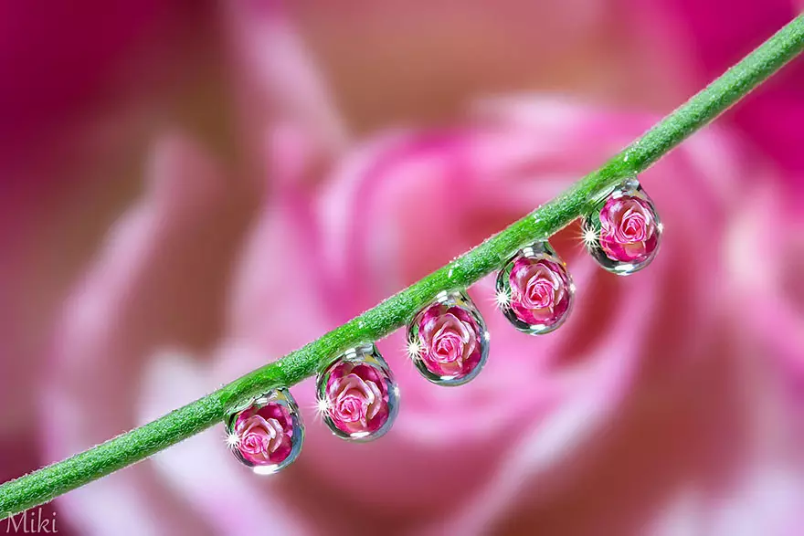 Makro hidupan liar yang indah di dalam lensa Asai Miki (Miki Asai) 12712_7