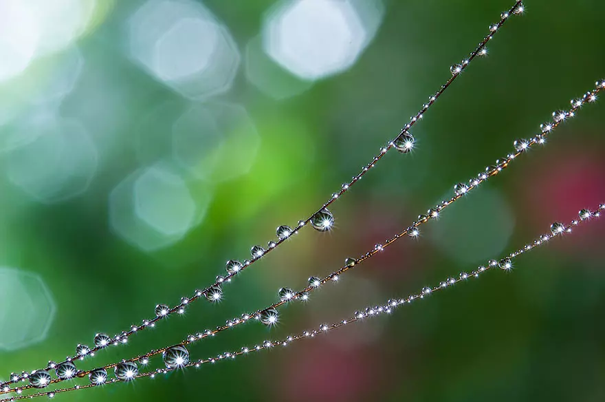 Schéin Wildlife Macro an der Lens vum Asai Miki (Miki Asai) 12712_9