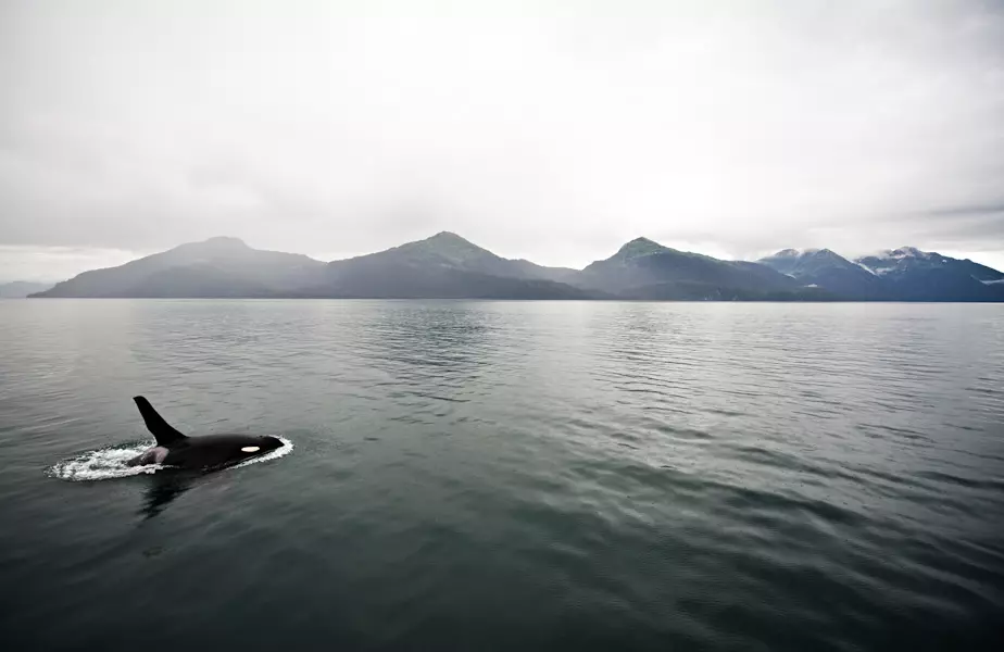 Vwayaje nan Alaska ak fotograf Navid Baraty (Navid Baraty) 12719_17