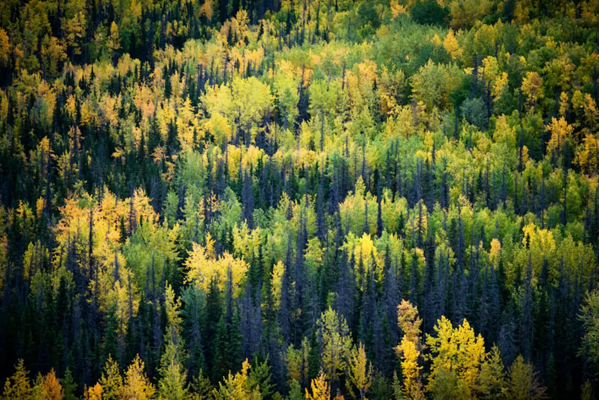 Naglalakbay sa Alaska na may Photographer Navid Baraty (Navid Baraty) 12719_2