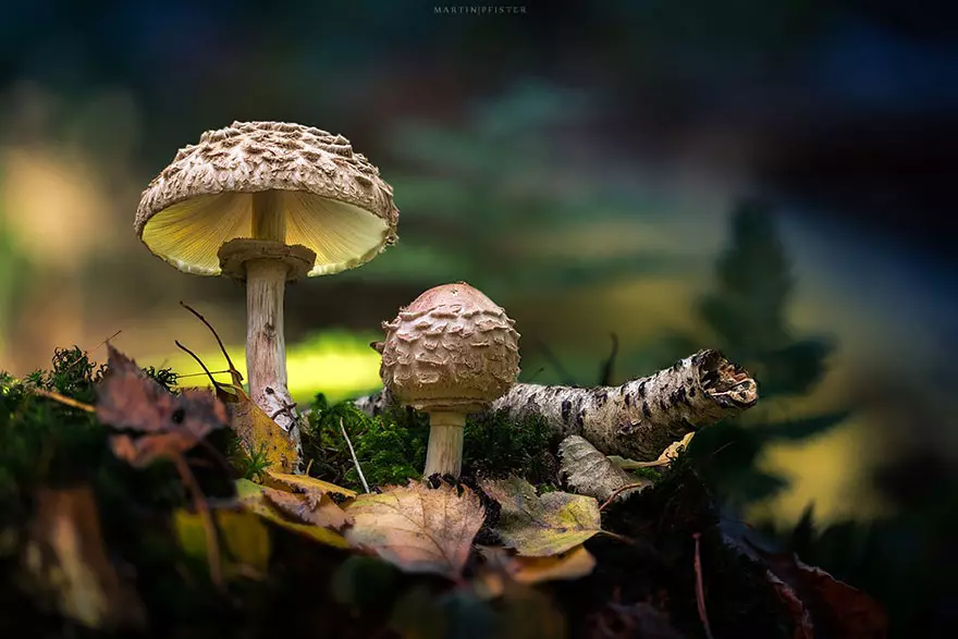 Foto hebat cendawan dari Martin Pfister (Martin Pfister) 12743_10