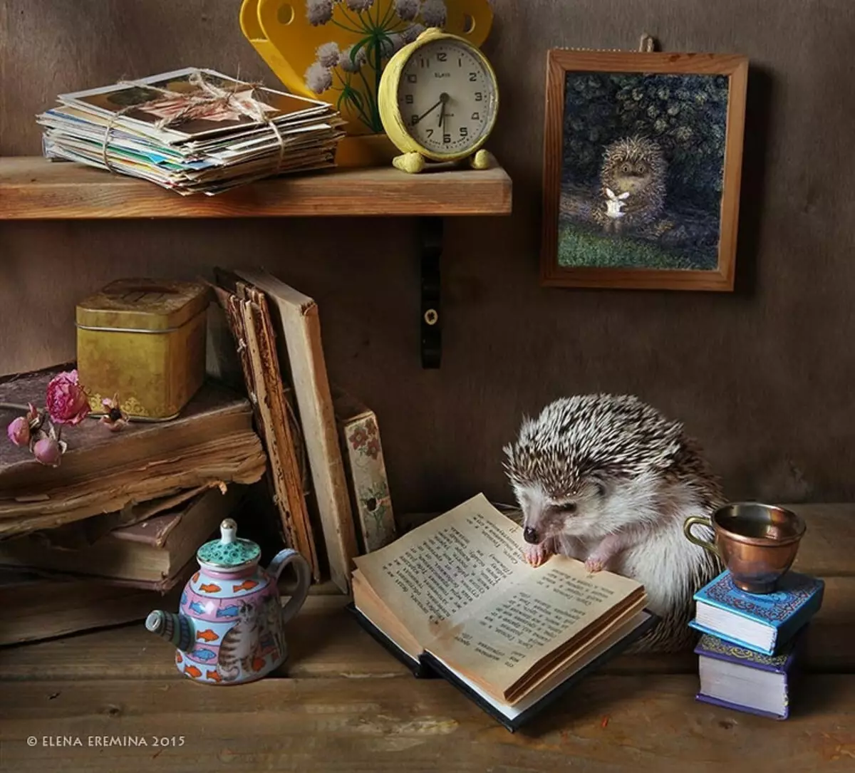 Igikundiro Cyiza Hedgehog Elena Eremina Hedgehog, ifoto, umufotozi