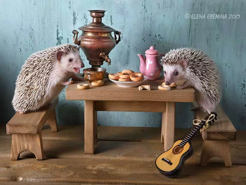 Charny Hdgehogs Elena Eminina Hedgehog, Photograph of Bangalore, Photograph