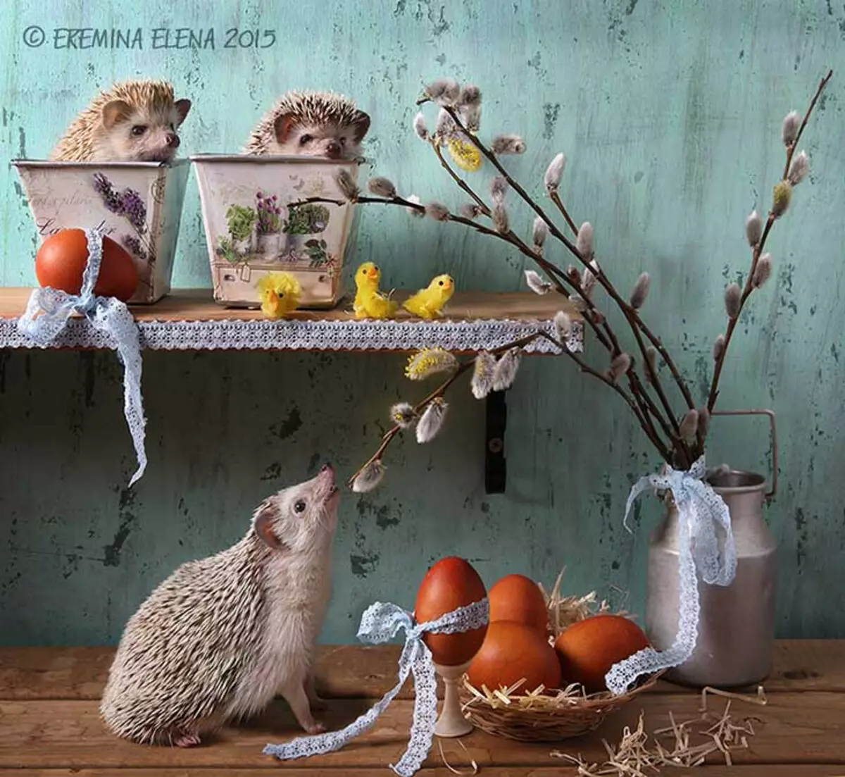 Charmerende Hedgehogs Elena Eremina Hedgehog, Foto, Fotograf