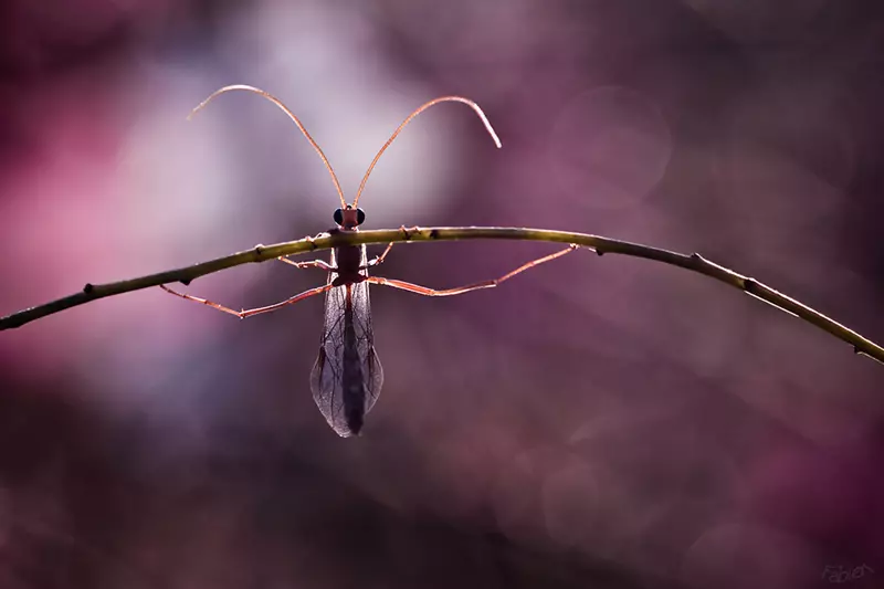 Helbest di her çarçeyê de ... Macrofotografiya ji Fabien Bravin (Fabien Bravin) 12841_1