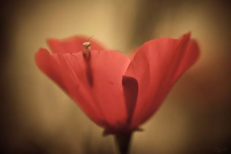 Poezija v vsakem okviru ... Macrofotografija iz Fabien Bravin (Fabien Bravin) 12841_10