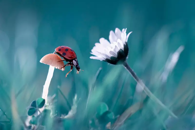 Helbest di her çarçeyê de ... Macrofotografiya ji Fabien Bravin (Fabien Bravin) 12841_11