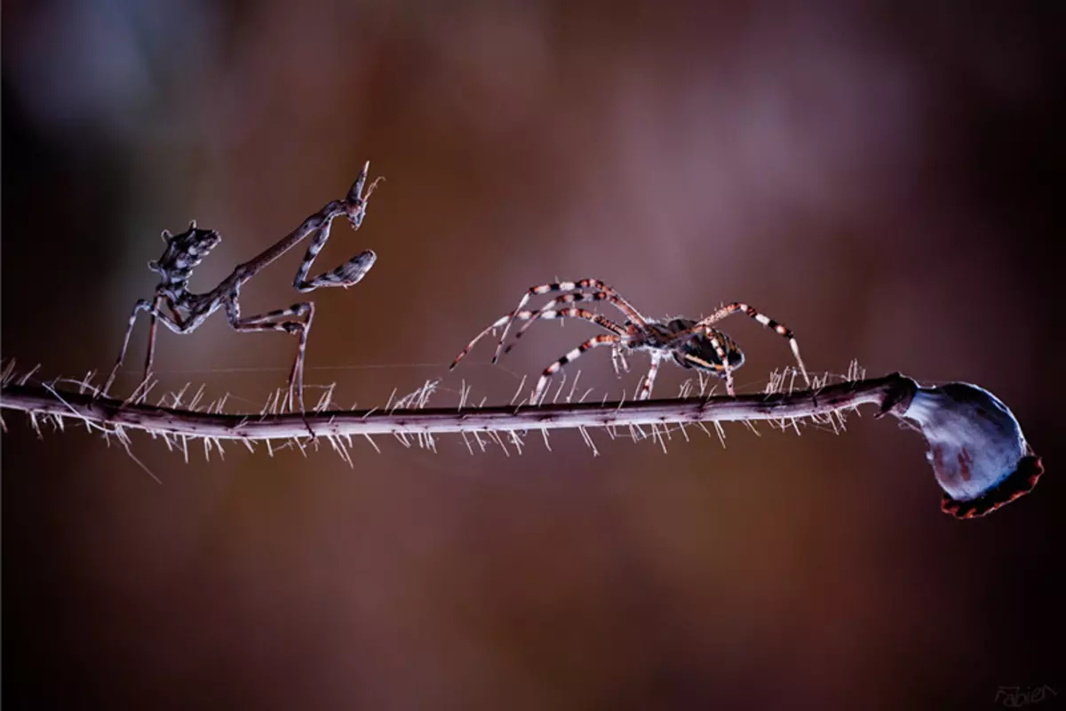 Poezija v vsakem okviru ... Macrofotografija iz Fabien Bravin (Fabien Bravin) 12841_16