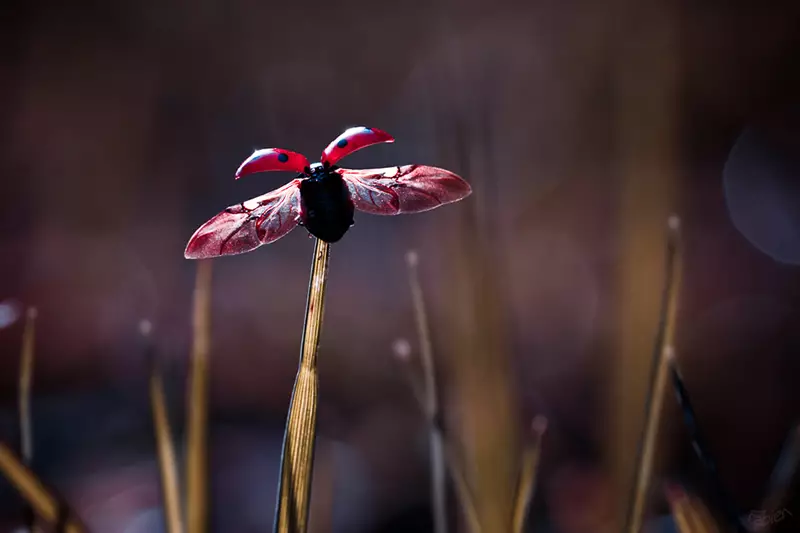 Helbest di her çarçeyê de ... Macrofotografiya ji Fabien Bravin (Fabien Bravin) 12841_17