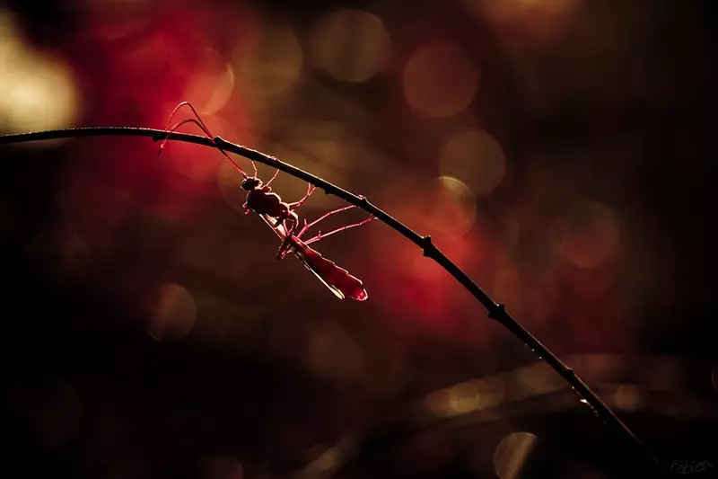 Helbest di her çarçeyê de ... Macrofotografiya ji Fabien Bravin (Fabien Bravin) 12841_18