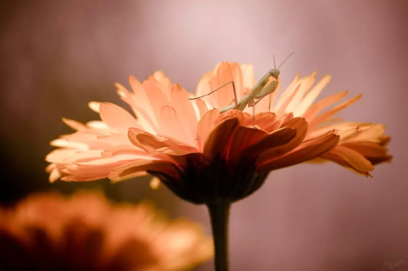 Poezija v vsakem okviru ... Macrofotografija iz Fabien Bravin (Fabien Bravin) 12841_2