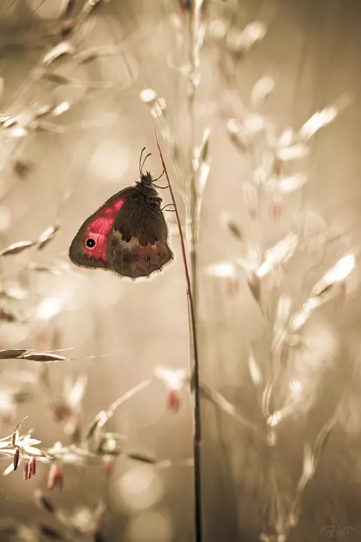 Poesie an all Frame ... makroofophografie vum Fabien Bravin (Fabien Bravin) 12841_23