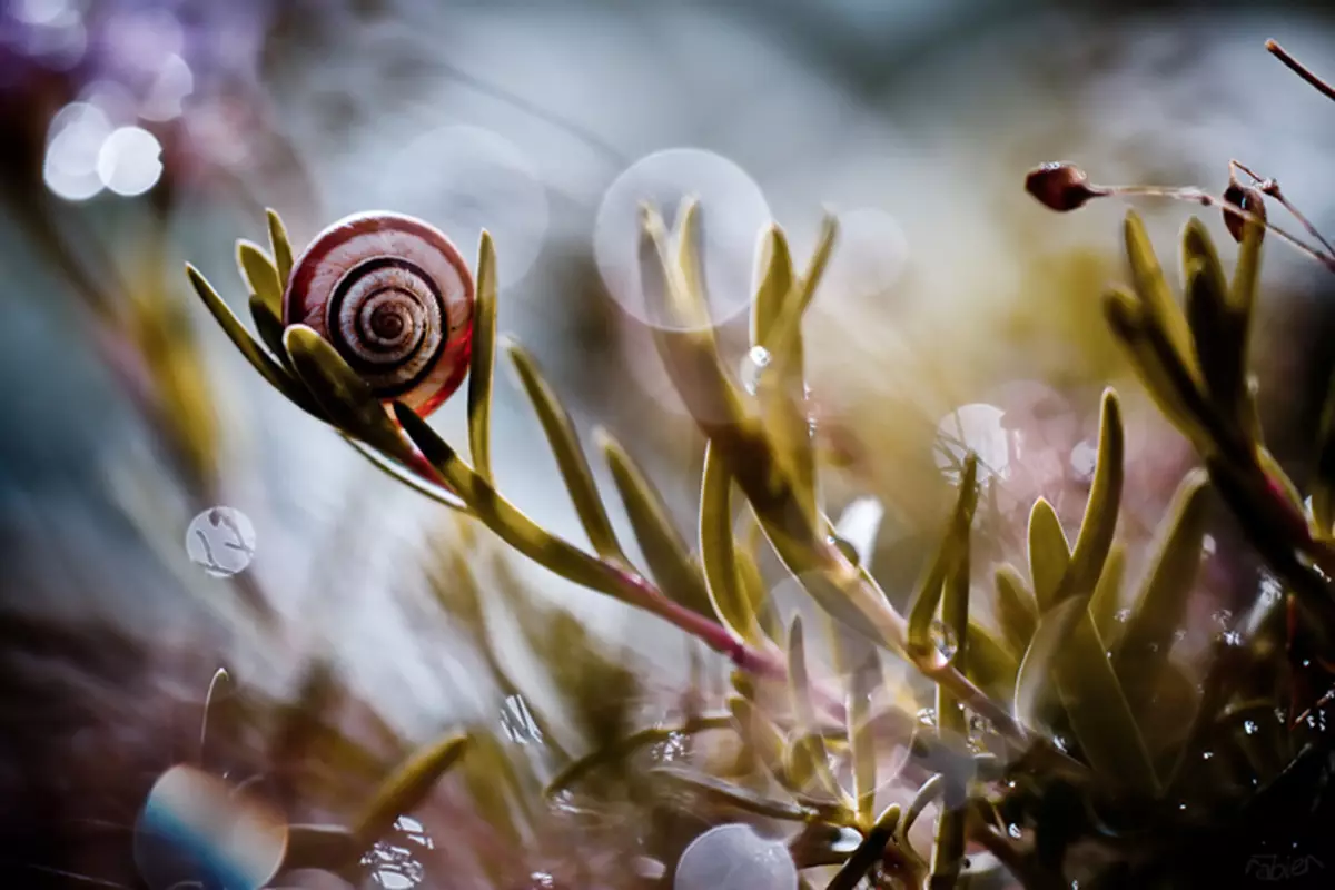 Poezija v vsakem okviru ... Macrofotografija iz Fabien Bravin (Fabien Bravin) 12841_3