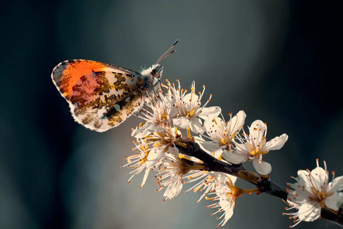 Helbest di her çarçeyê de ... Macrofotografiya ji Fabien Bravin (Fabien Bravin) 12841_6