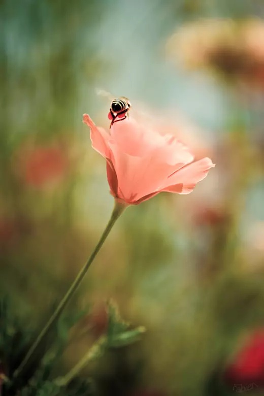 Runous jokaisessa kehyksessä ... makrofotografia Fabien Bravinista (Fabien Bravin) 12841_9