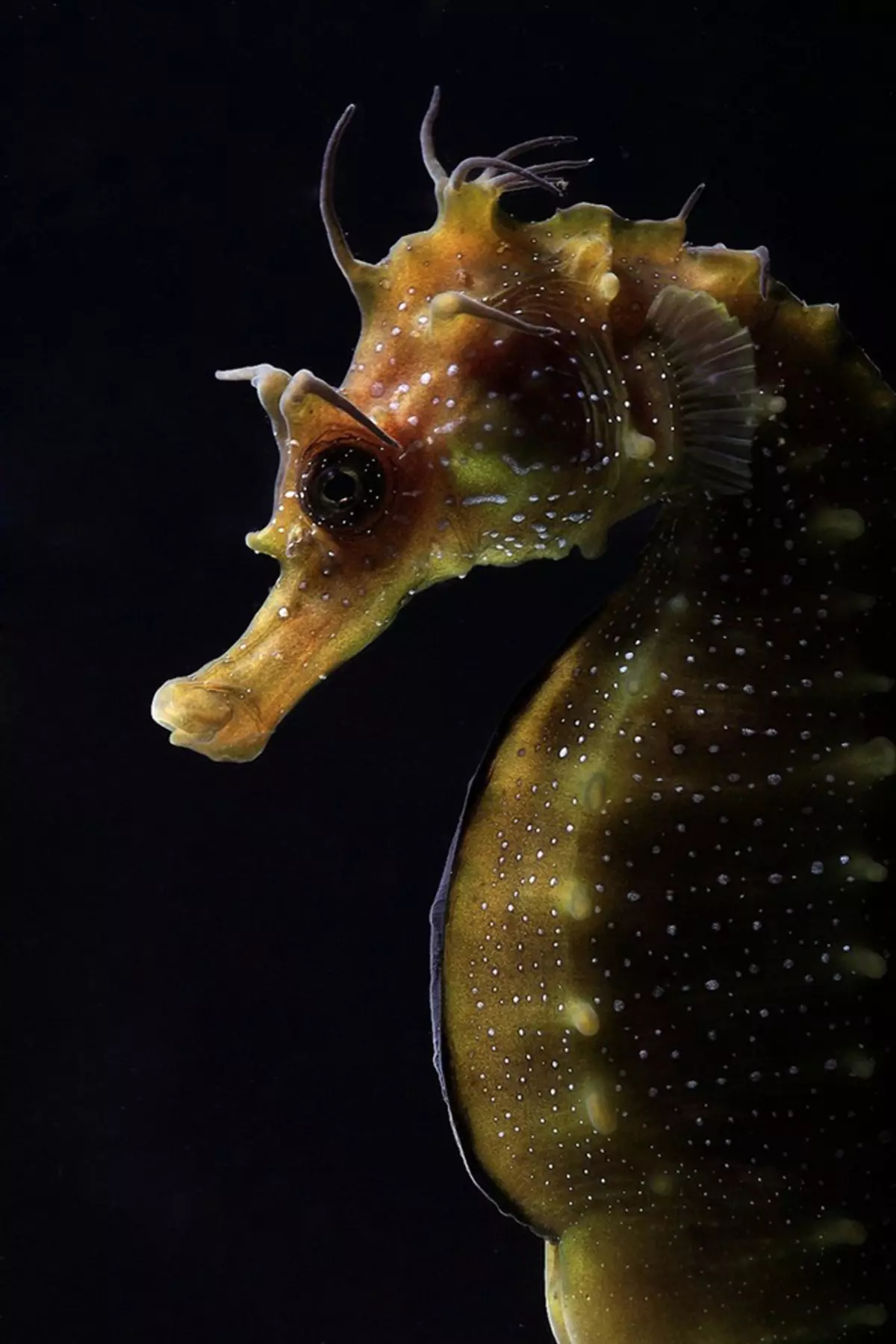 Pemenang Saka Bebungah Fotografer Underwater 2015