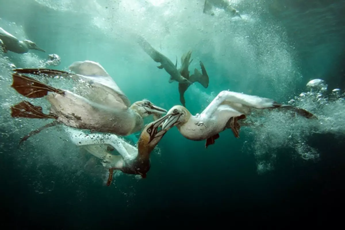 Winners of the 2015 Underwater Photographer Prize