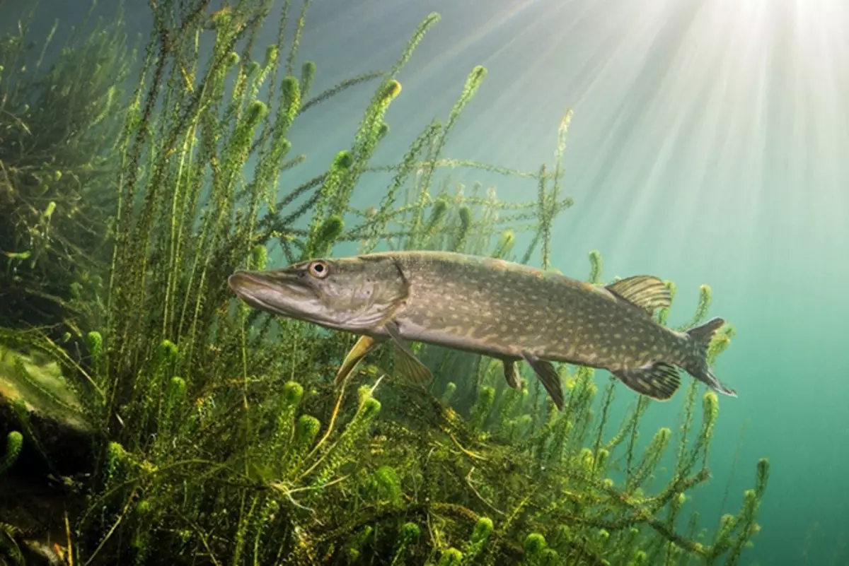 Pobjednici nagrade podvodne fotografe 2015. godine