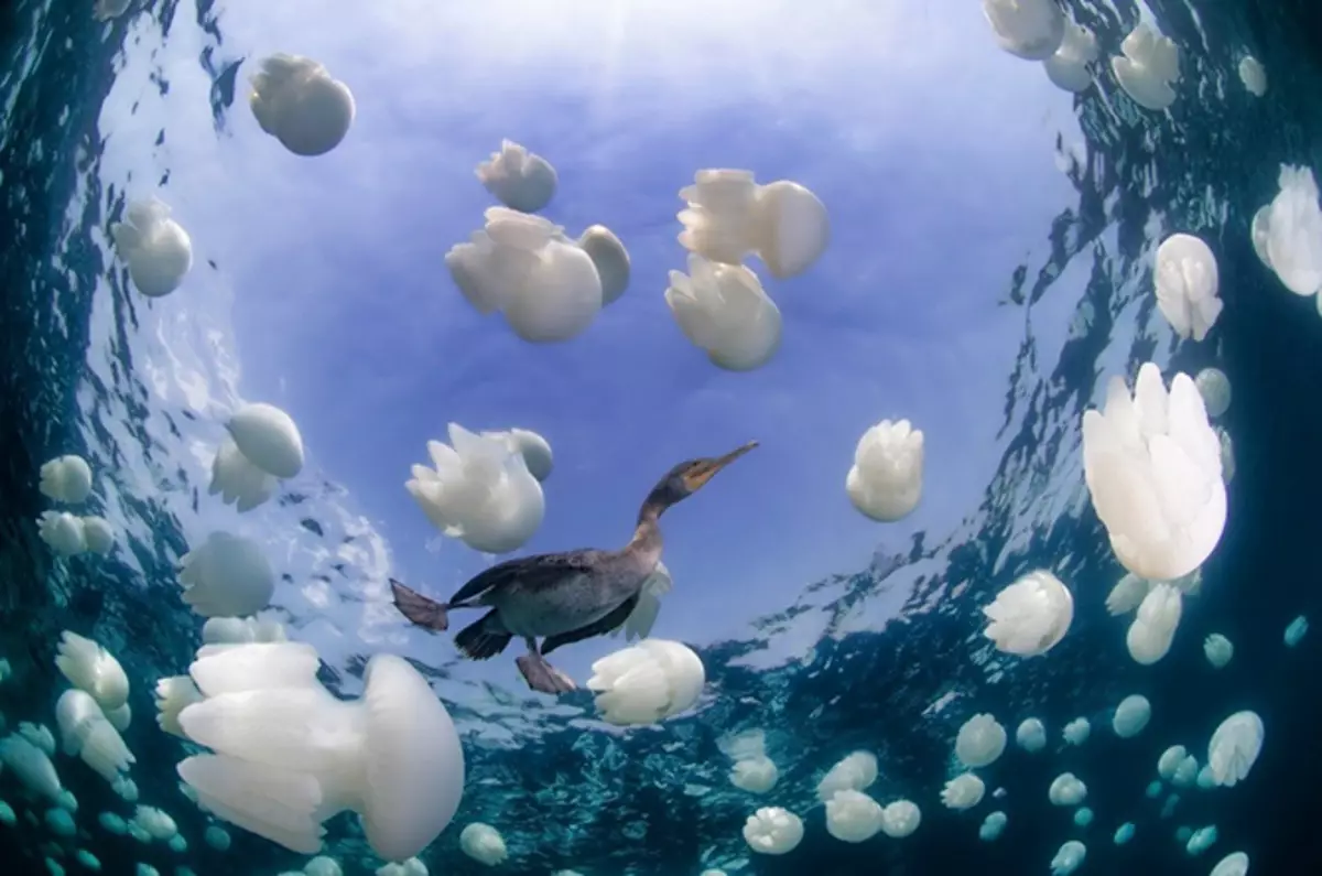 Winners of the 2015 Underwater Photographer Prize