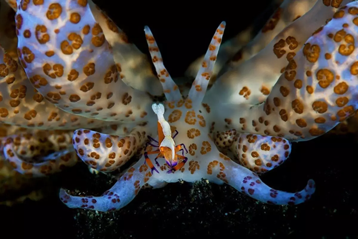 Winners of the 2015 Underwater Photographer Prize