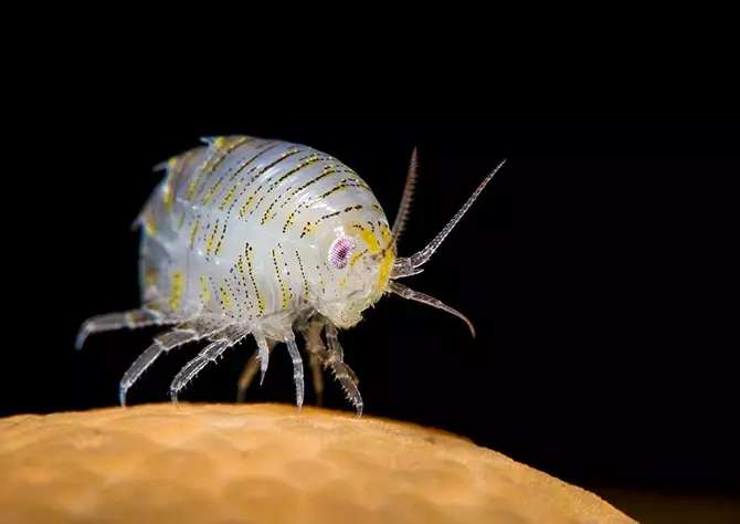 Winnaars van de 2015 onderwaterfotograafprijs