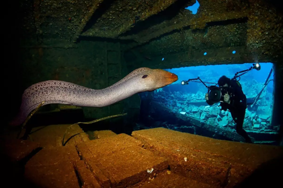 Winners of the 2015 Underwater Photographer Prize