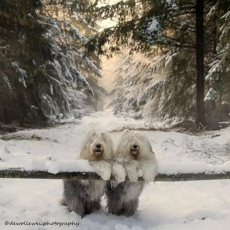 Les chiens de berger photogéniques font tous ensemble des animaux, des chiens