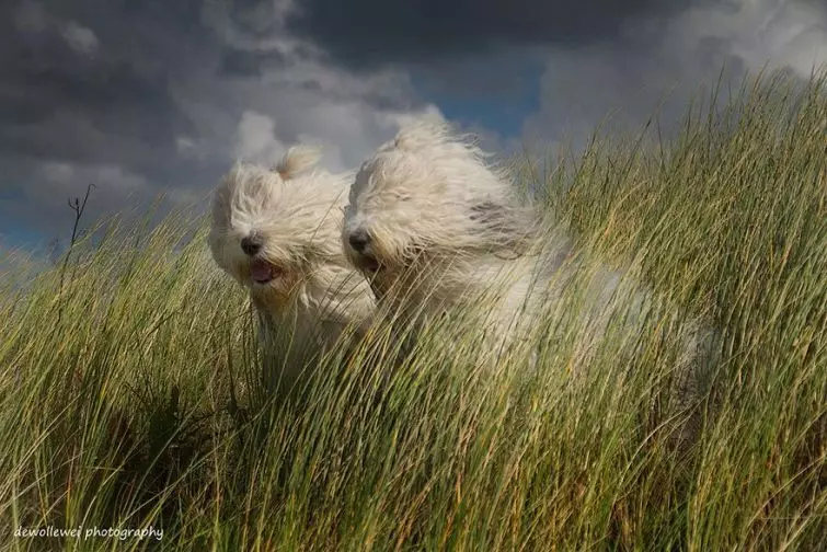 Les chiens de berger photogéniques font tous ensemble des animaux, des chiens