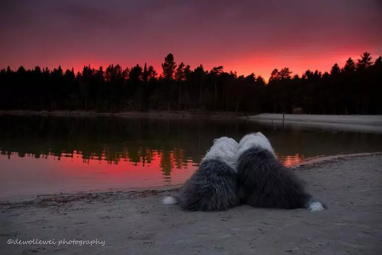 Les chiens de berger photogéniques font tous ensemble des animaux, des chiens