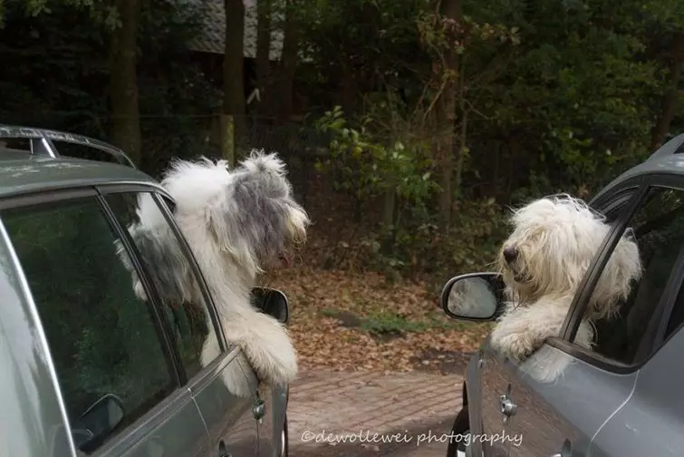 Les chiens de berger photogéniques font tous ensemble des animaux, des chiens