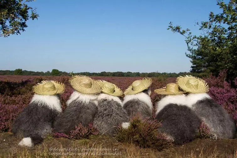 Les chiens de berger photogéniques font tous ensemble des animaux, des chiens