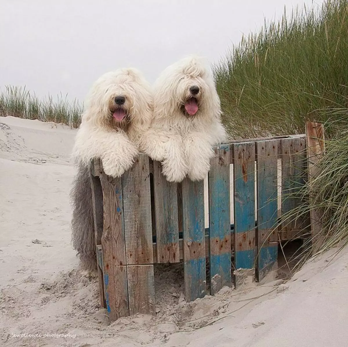 Les chiens de berger photogéniques font tous ensemble des animaux, des chiens