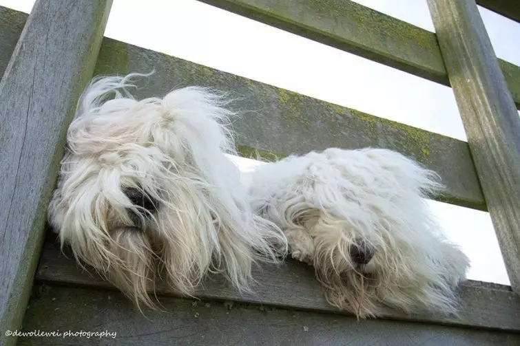 Les chiens de berger photogéniques font tous ensemble des animaux, des chiens