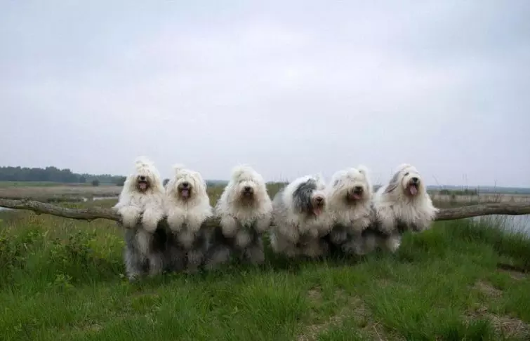 Les chiens de berger photogéniques font tous ensemble des animaux, des chiens