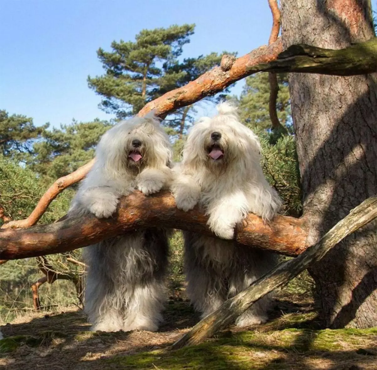 Les chiens de berger photogéniques font tous ensemble des animaux, des chiens