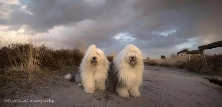 Les chiens de berger photogéniques font tous ensemble des animaux, des chiens