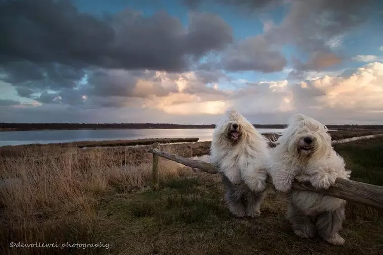 Les chiens de berger photogéniques font tous ensemble des animaux, des chiens