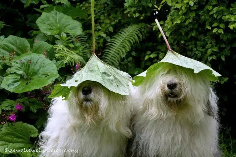 Les chiens de berger photogéniques font tous ensemble des animaux, des chiens