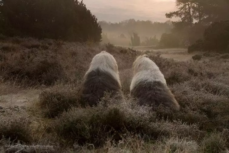 Les chiens de berger photogéniques font tous ensemble des animaux, des chiens