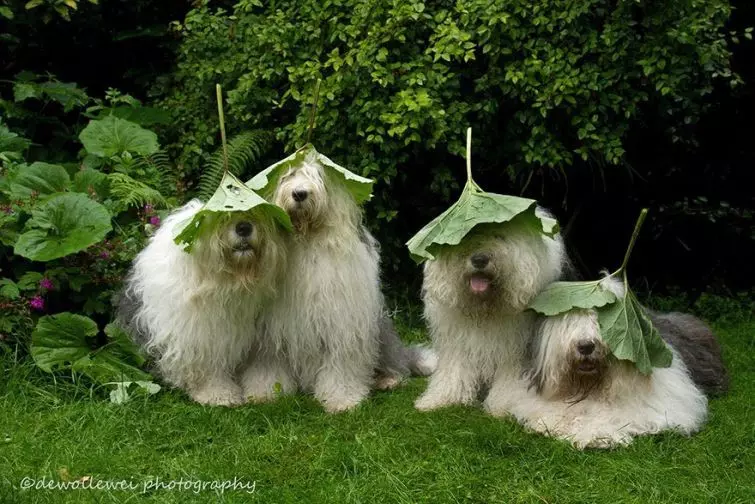 Les chiens de berger photogéniques font tous ensemble des animaux, des chiens