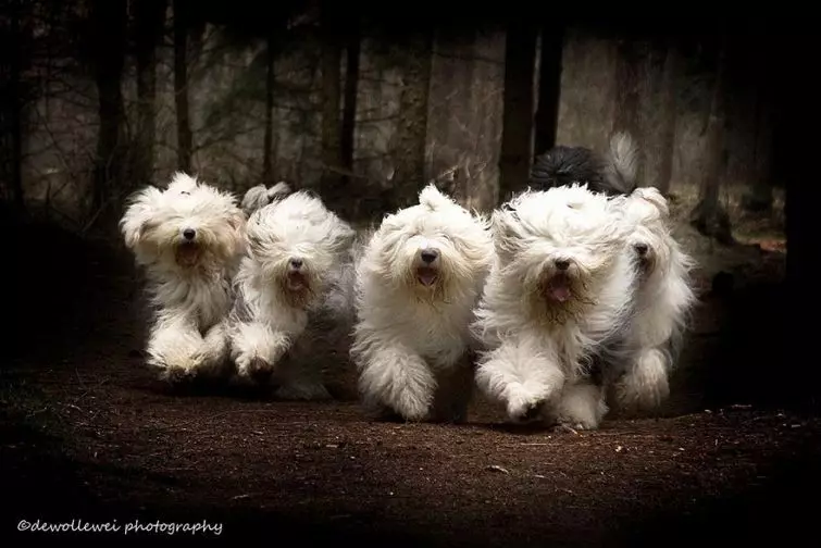 Les chiens de berger photogéniques font tous ensemble des animaux, des chiens