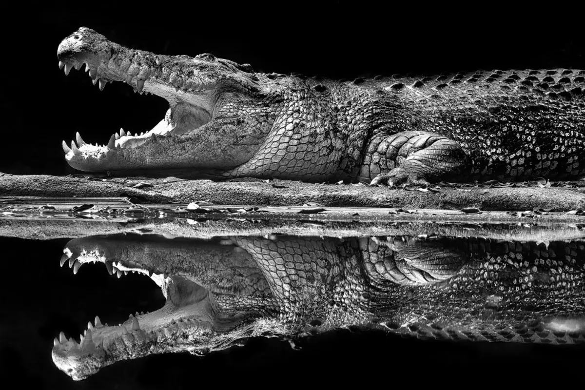 Mirror Crocodile.