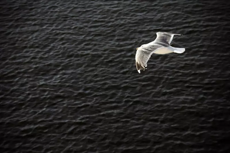 Minimalism í ljósmyndum, mynd