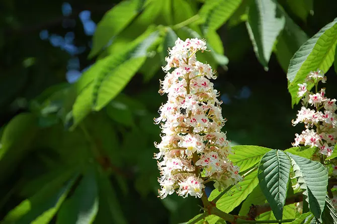 Pokok mekar yang menyenangkan yang mustahil untuk dicintai