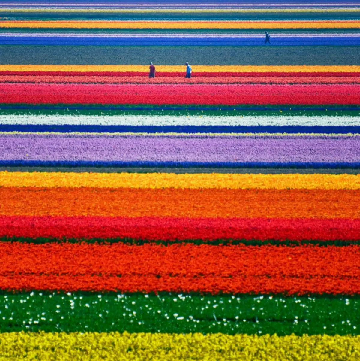 Nos brazos da primavera ... viaxe a través dos campos de primavera brillante! 13005_11